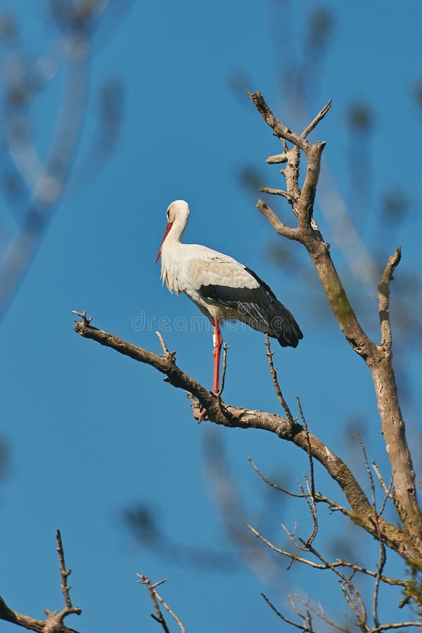 White Stork Standing on the Tree at Springtime Stock Photo - Image of ...