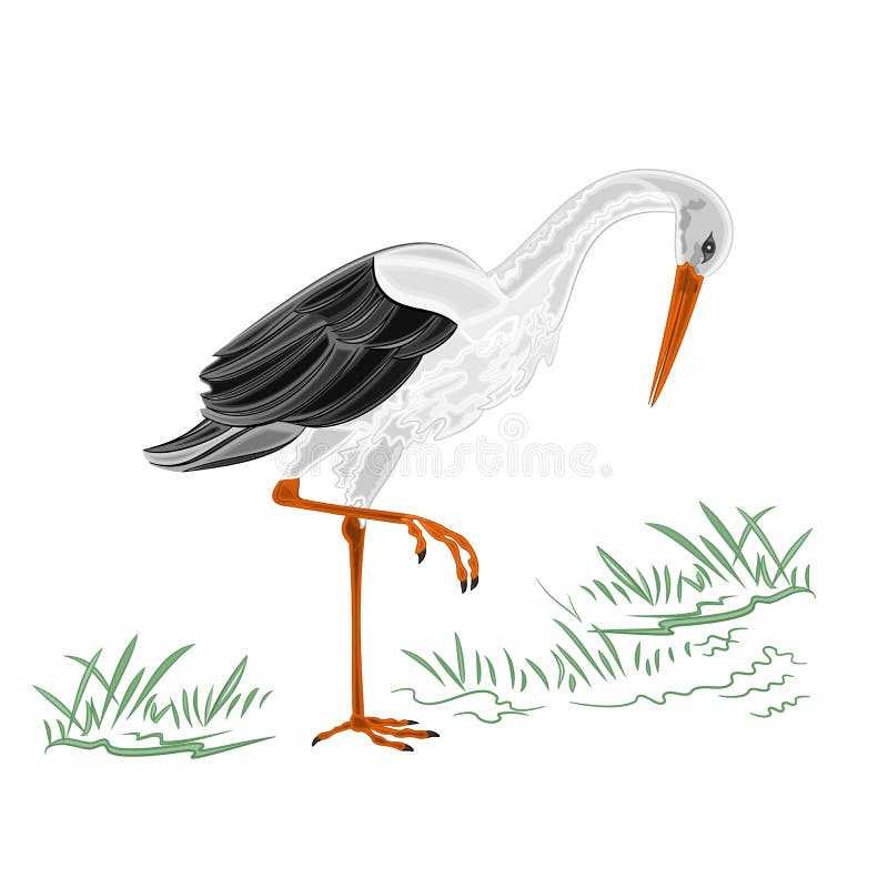 White Stork Vector Illustration Stock Vector - Illustration of young ...