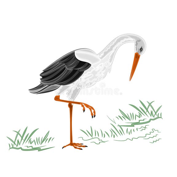 White Stork Vector Illustration Stock Vector - Illustration of young ...