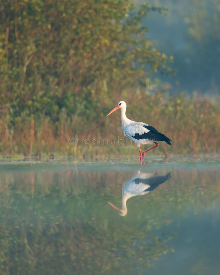 White Stork Wading in the Water Stock Image - Image of wading, outdoors ...