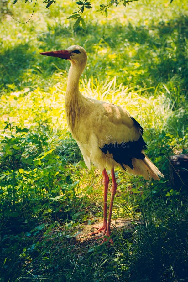 White Stork Walking on the Grass Ground in the Park on a Sunny Day ...