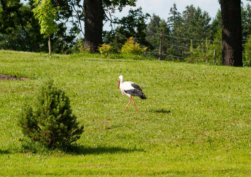 White Stork Walking on Meadow . Stock Image - Image of bird, meadow ...