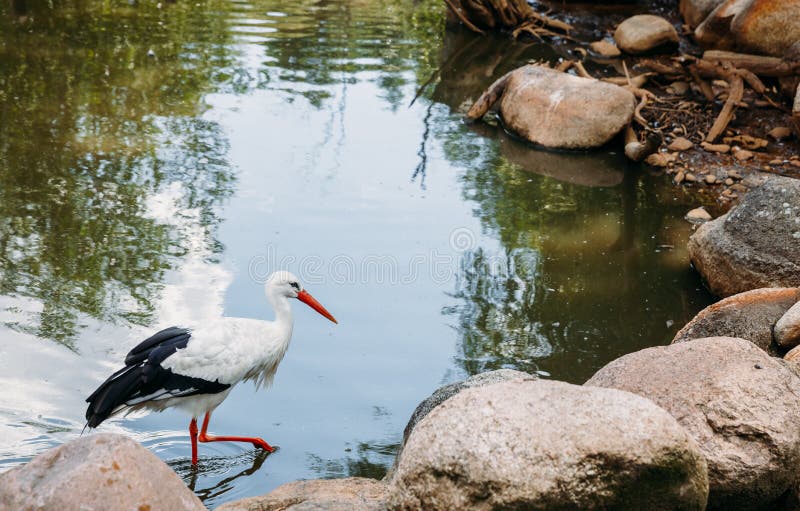 White Stork Walking on Water Stock Image - Image of feeding, green ...