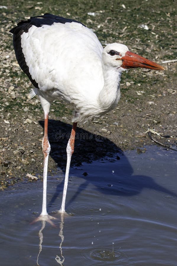 White Stork Walking in Water, Stock Image - Image of black, bill: 160729877