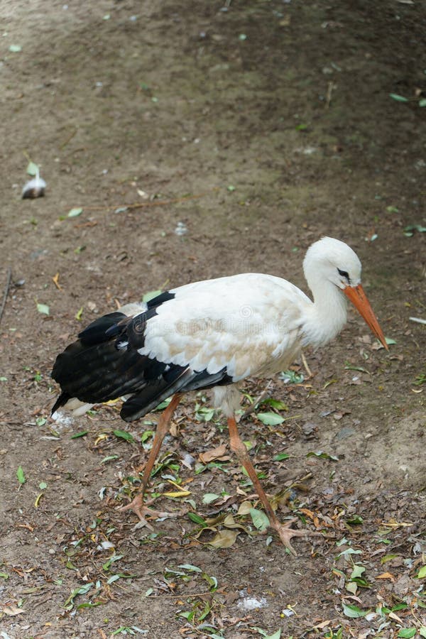 A White Stork Walks in the Park. a Big White Bird in the Zoo Stock ...