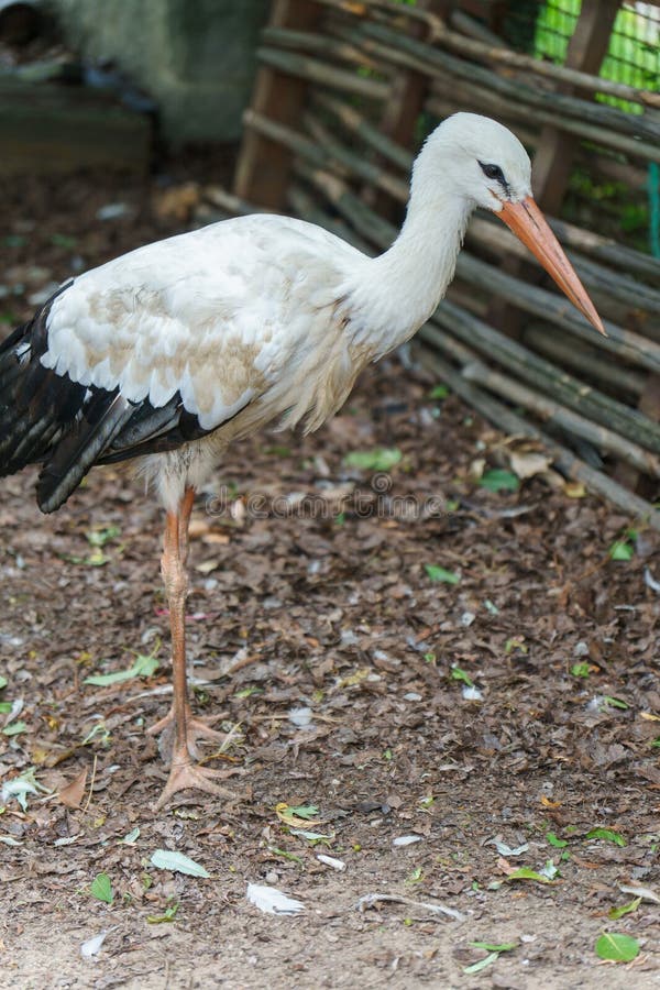 A White Stork Walks in the Park. a Big White Bird in the Zoo Stock ...