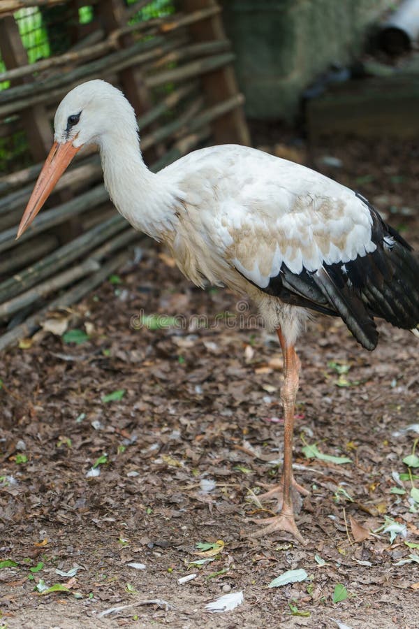 A White Stork Walks in the Park. a Big White Bird in the Zoo Stock ...