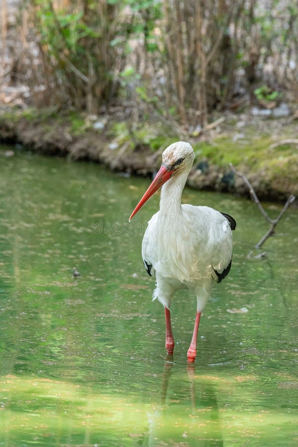Big Stork Walks in a Pond and Its Image is Reflected in Water Stock ...