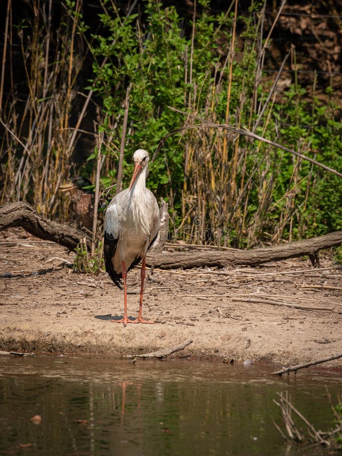 Big Stork Walks in a Pond and Its Image is Reflected in Water Stock ...