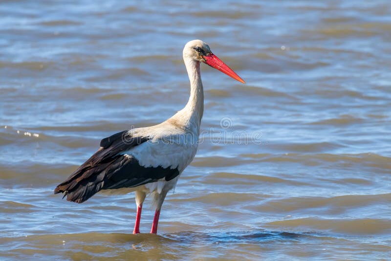 Stork in the water stock photo. Image of waterfowl, waterbird - 202924776
