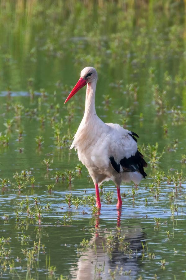 Stork in the water stock photo. Image of waterfowl, waterbird - 202924776