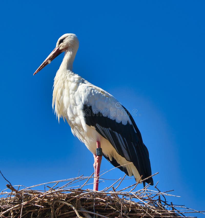 White stork stock image. Image of beauty, outside, whitestork - 174204455