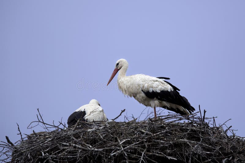 White stork stock image. Image of wildlife, ptak, white - 34953775