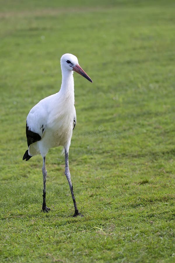 White stork in the wild stock image. Image of black - 123197579