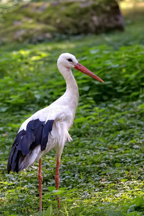 White stork in the wild stock image. Image of nest, profile - 81539133