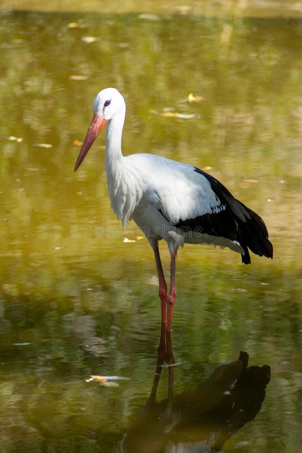 White Stork in the Wild. Stork in the Lake Stock Image - Image of ...