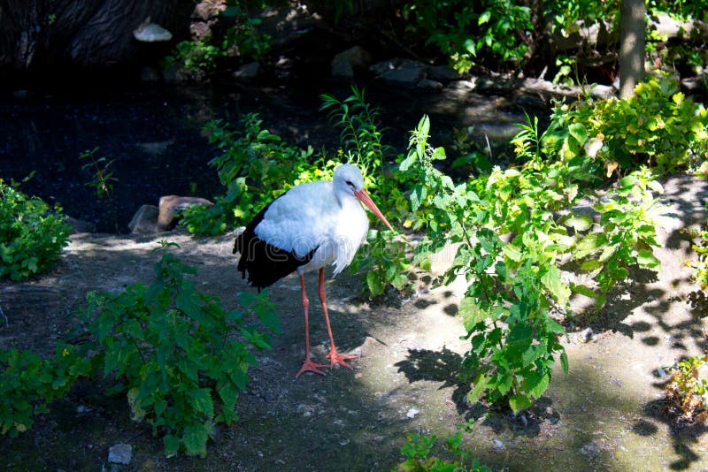 White Stork stock image. Image of wings, bird, summer - 104022043