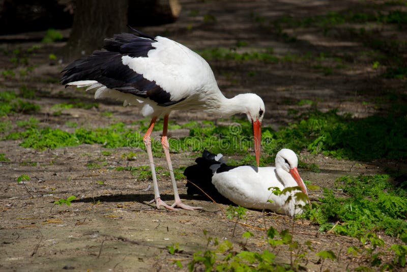 White Stork stock image. Image of beak, feathered, animals - 143851899