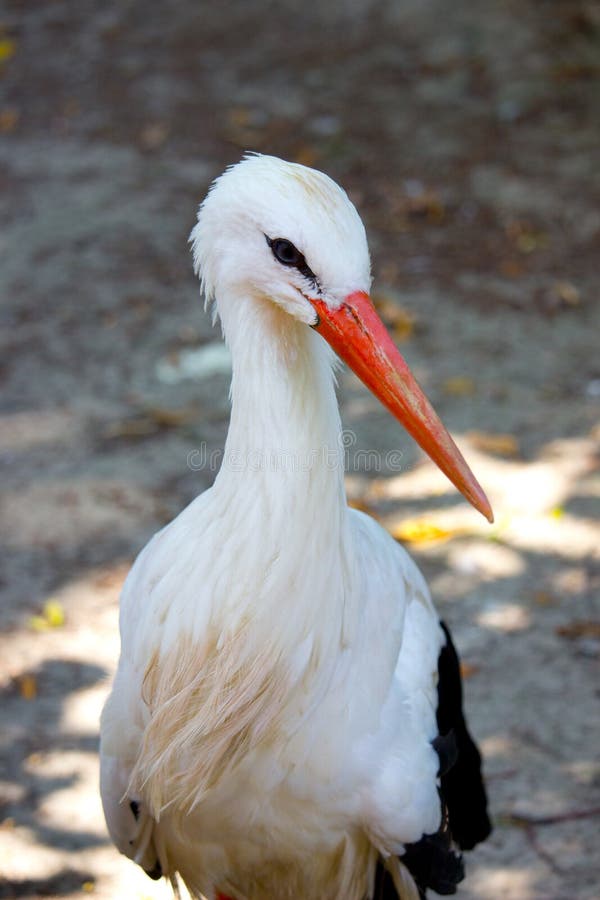 White Stork stock photo. Image of stork, feather, birds - 217091468