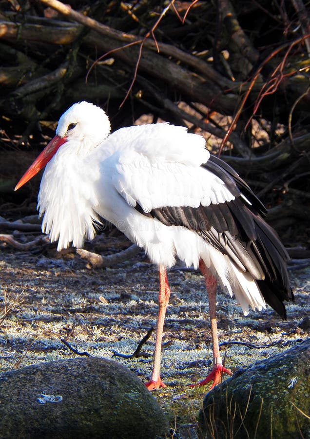 White Stork stock image. Image of sightseeing, feather - 41322211