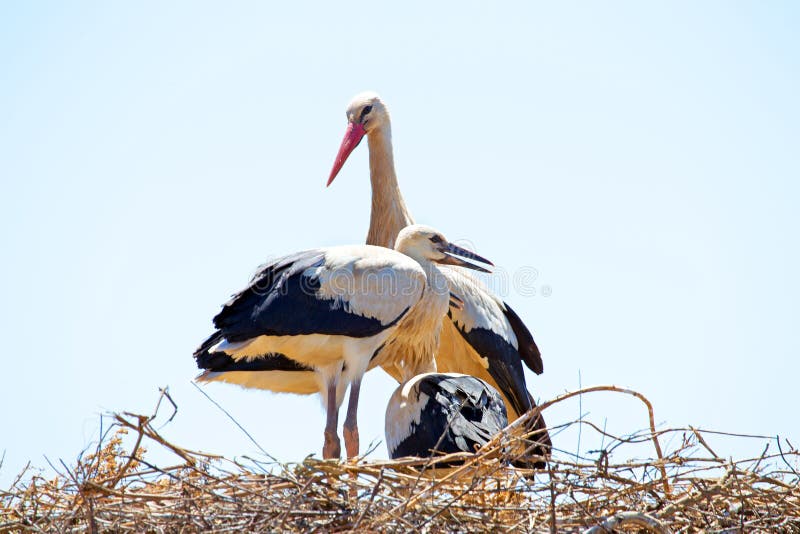3,274 Stork Baby Photos - Free & Royalty-Free Stock Photos from Dreamstime