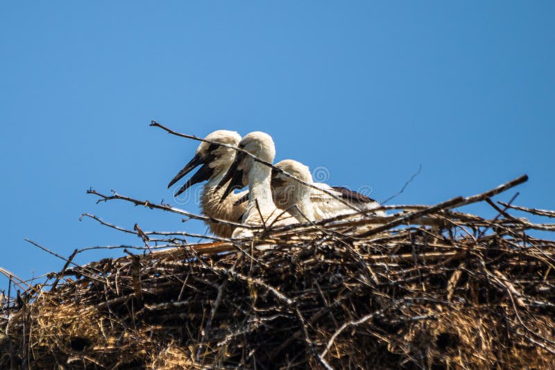 White Stork with Young Storks in a Big Nest Stock Photo - Image of ...