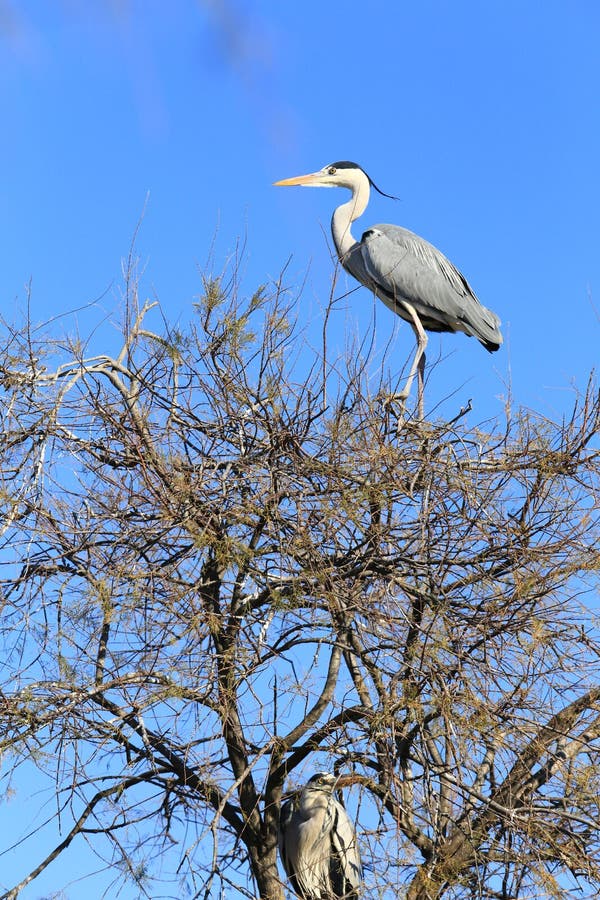 White storks bird stock photo. Image of look, stork, background - 48953992