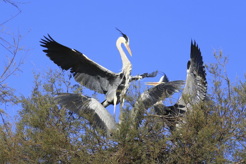 White storks bird stock photo. Image of ecology, feather - 48953964