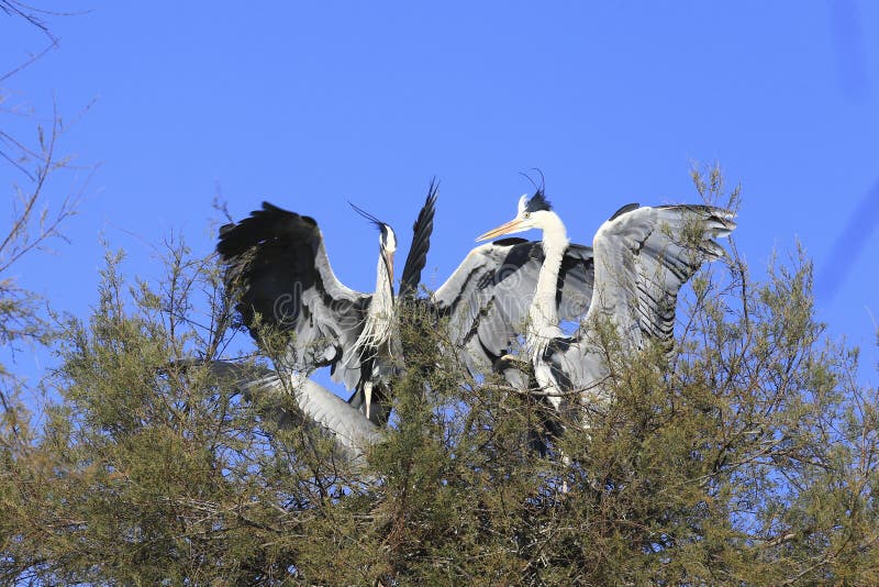 White storks bird stock image. Image of countryside, bird - 48953985