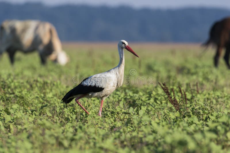 White Storks with Cattle on a Pasture Stock Photo - Image of kroatien ...