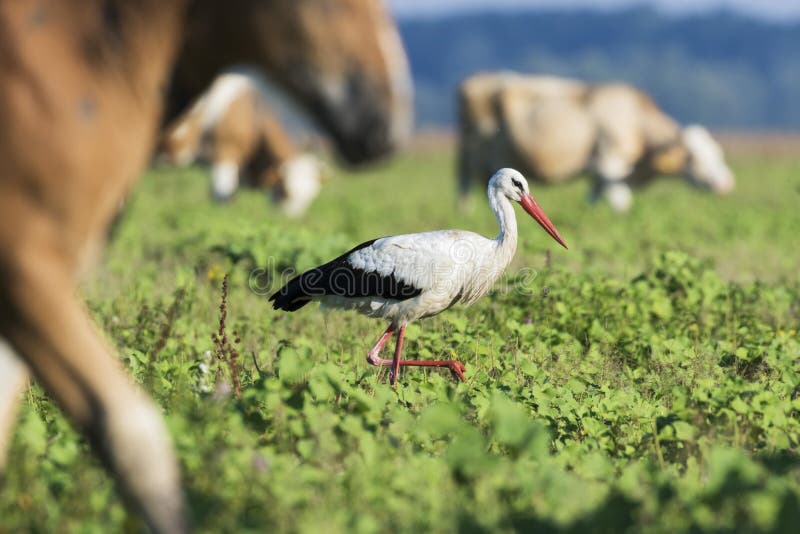 White Storks with Cattle on a Pasture Stock Photo - Image of floodplain ...