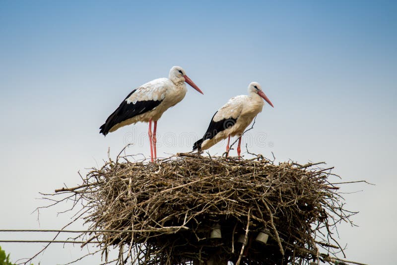 Two White Storks Standing Against a Clear Sky Background Stock Photo ...