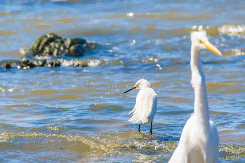White Storks at Coast Beach, Montevideo, Uruguay Stock Photo - Image of ...