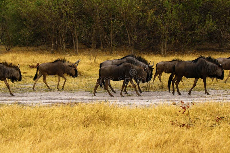 Migrating Companions Heads Down Walking Together I a Huge Herd Stock ...