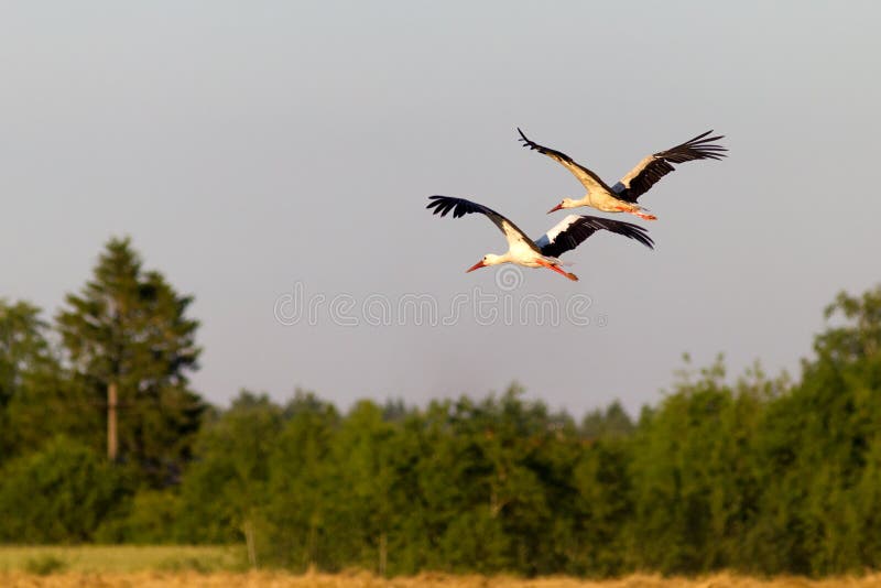 White Storks in Flight stock image. Image of bird, wing - 96913119