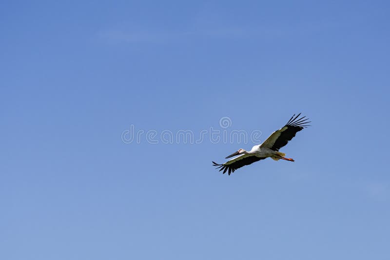 White Storks Flying in the Sky Stock Photo - Image of animals ...