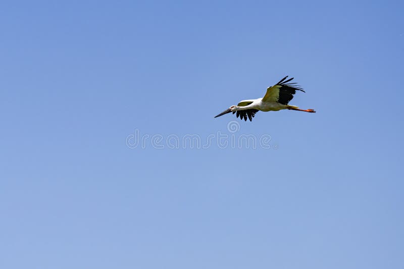 White Storks Flying in the Sky Stock Image - Image of white, birds ...