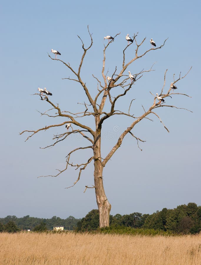 Flock of Storks on the Branches of a Dead Tree Stock Photo - Image of ...