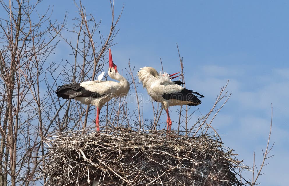 White Storks stock photo. Image of feathers, coupling - 40843508