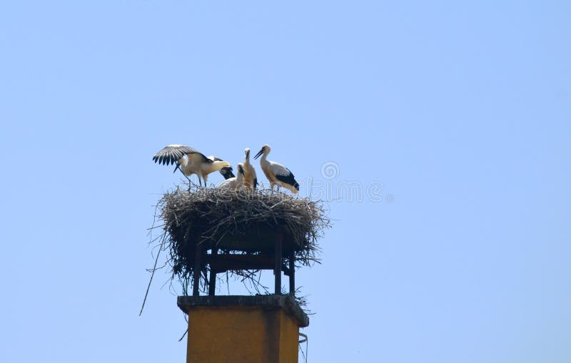 White storks in the nest stock photo. Image of animal - 262454674