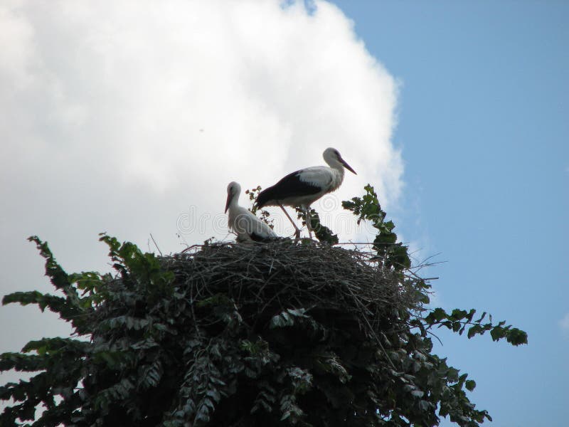 White storks stock photo. Image of area, green, nest - 156251758