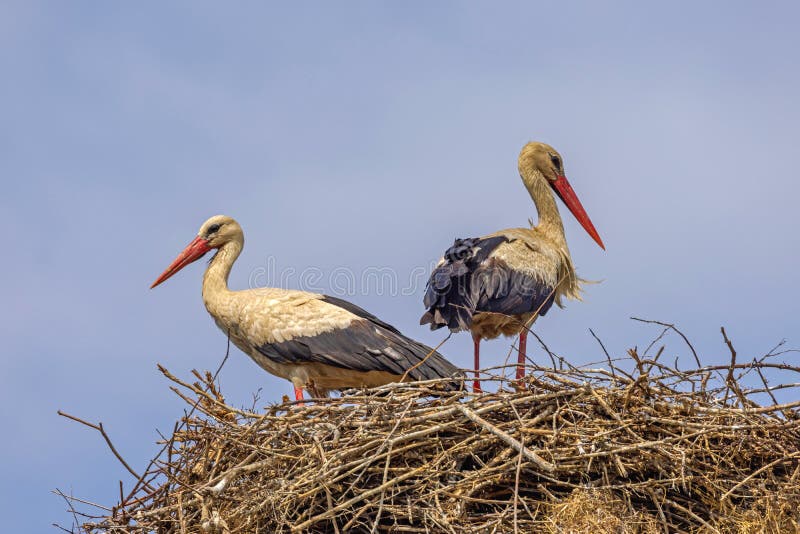 White Storks Pair stock image. Image of balkans, storks - 264084245