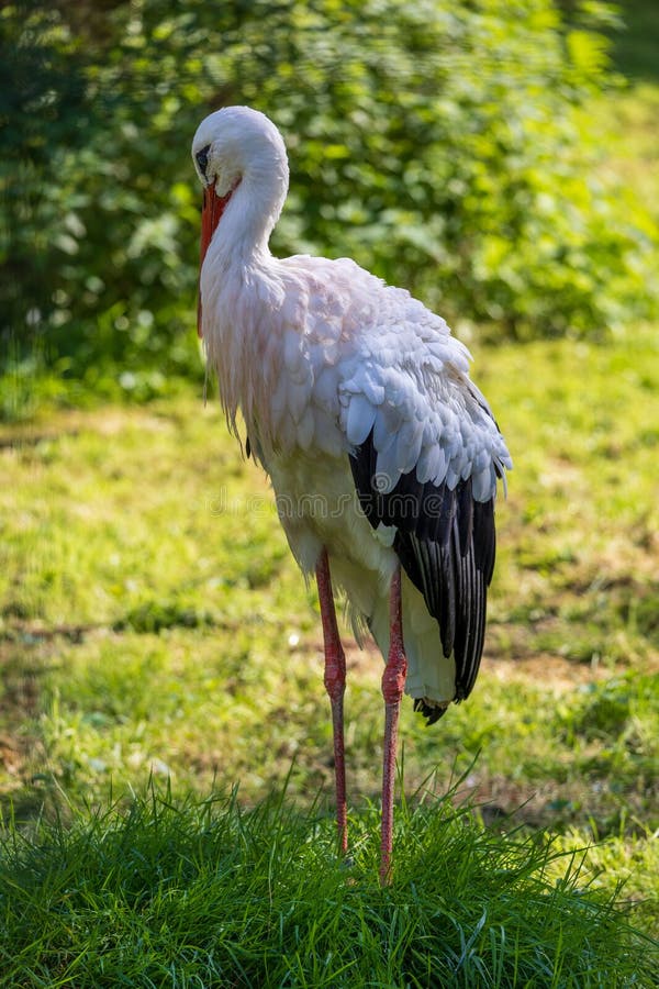 A White Storks Stand in a Meadow Stock Image - Image of wildlife ...