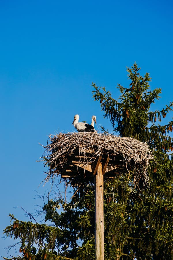 White Storks with Young Baby Stork on the Nest Stock Image - Image of ...