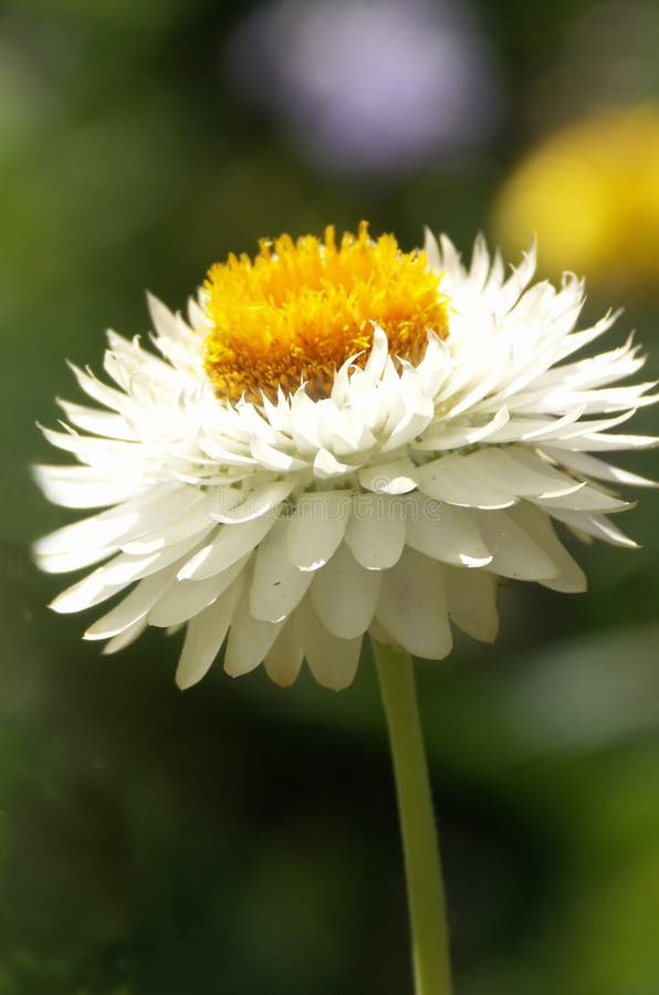 White Strawflower with Clear Background Stock Image - Image of ...