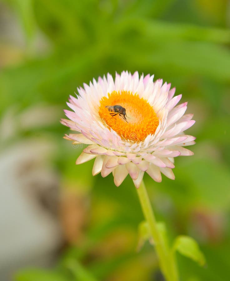 Straw flower stock image. Image of northern, orange, nature - 49238649