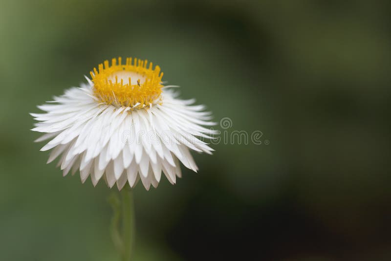 White Straw Flower stock photo. Image of garden, nature - 57714440