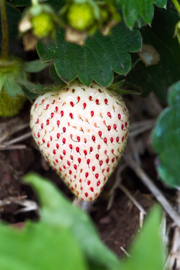 White strawberry stock image. Image of seed, fresh, leaf - 29442351