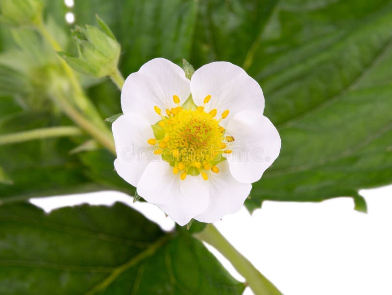 Strawberry white blossom stock image. Image of bouquet - 13695345