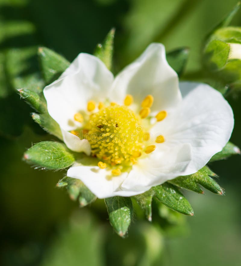 White Strawberry Flower on a Branch Stock Image - Image of nature ...